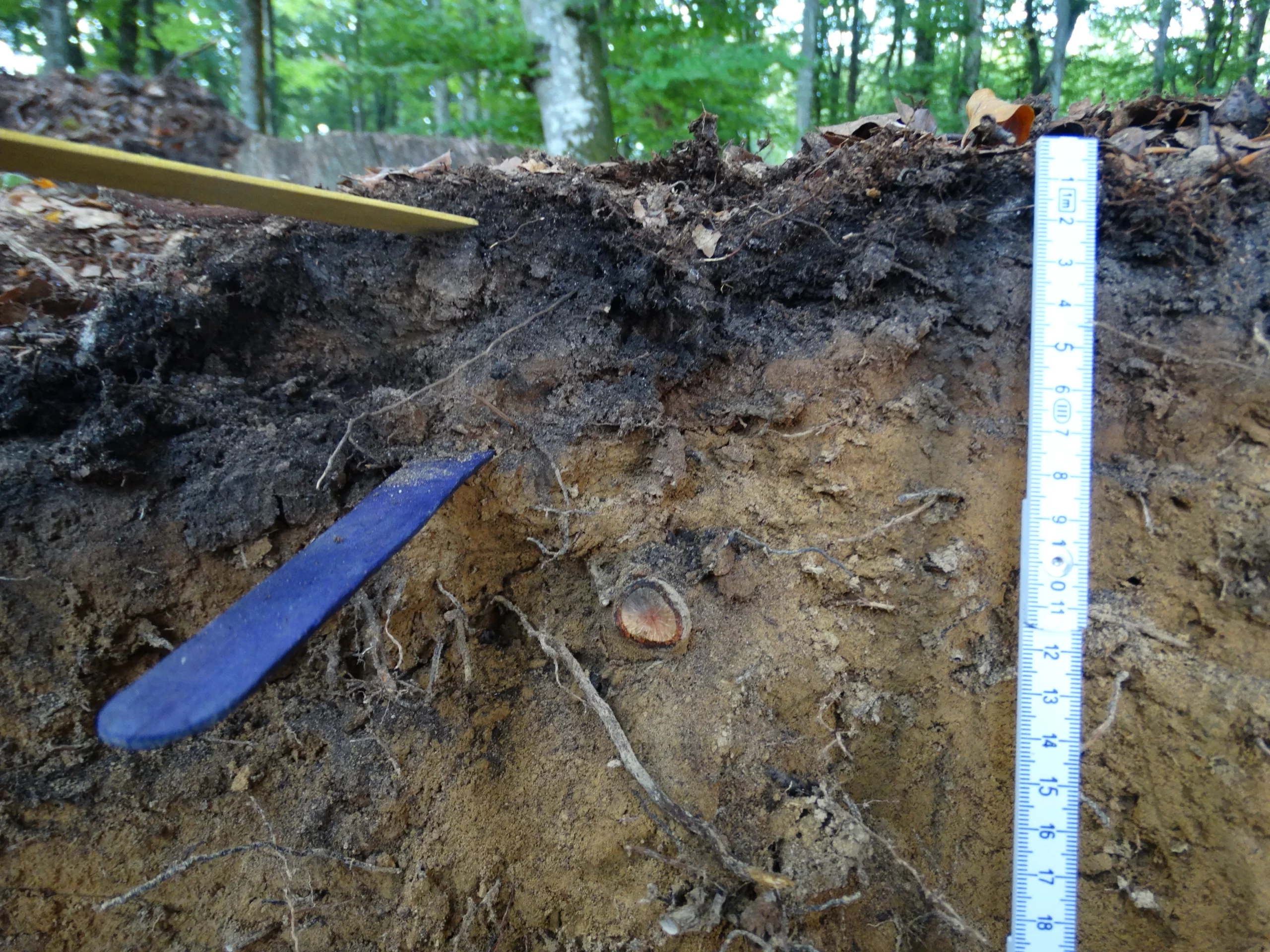 À la découverte des sols forestiers du Bois de la Chapelle